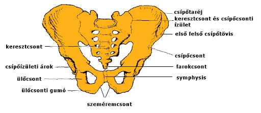 AZ ANATÓMIA VILÁGA