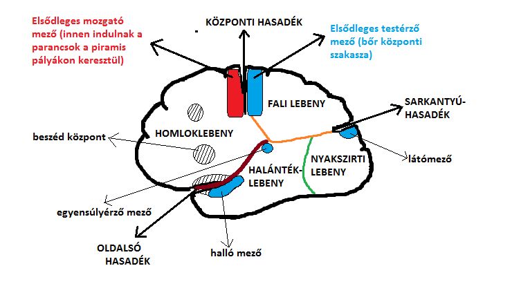 AZ ANATÓMIA VILÁGA